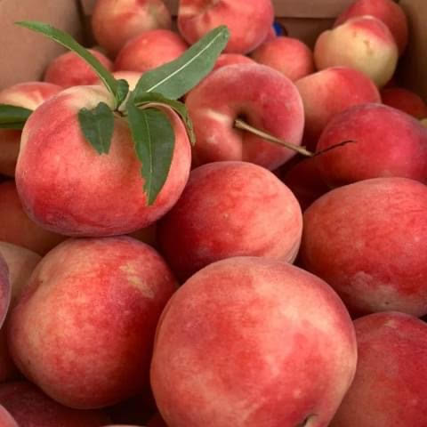 Our Artisan Wineries – Maydelle Country Wines – Nacogdoches Farmers Market